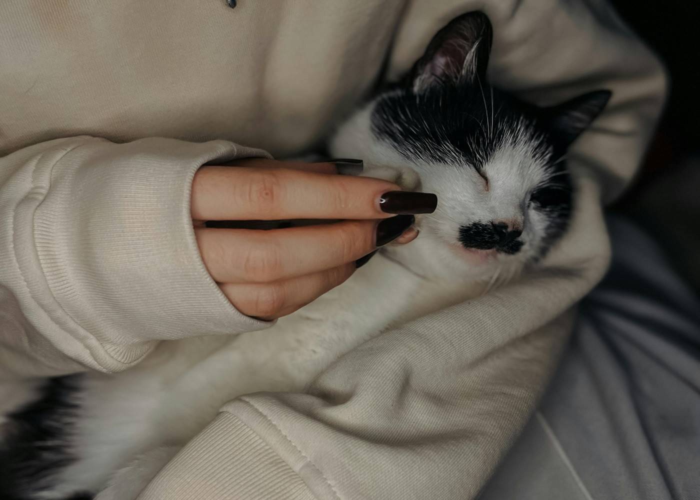 Honoring Pets Through the Process of Animal Cremation