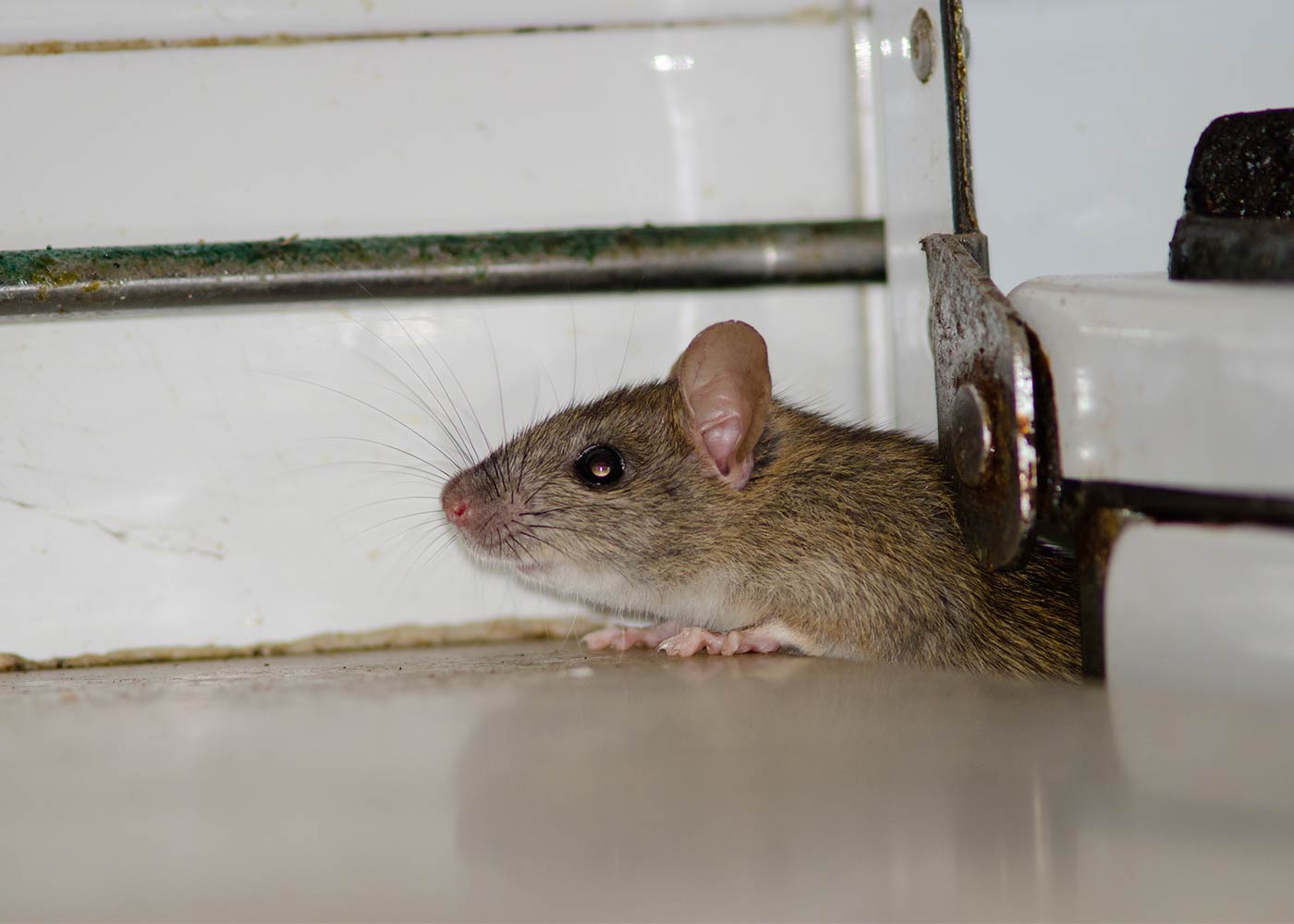 Oh, Rats! How to Clean Up After a Rodent Infestation
