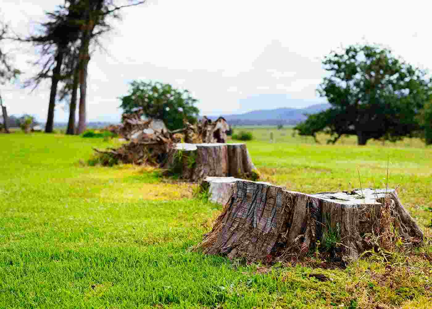 Don't Get Stumped | How to Get Rid of a Tree Stump in Your Yard